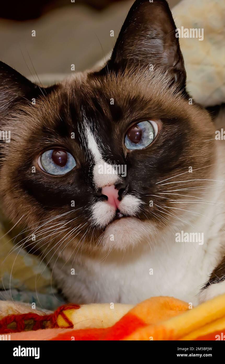 Twinkie, a nine-year-old Siamese cat, lays in a nest of blankets, Dec ...