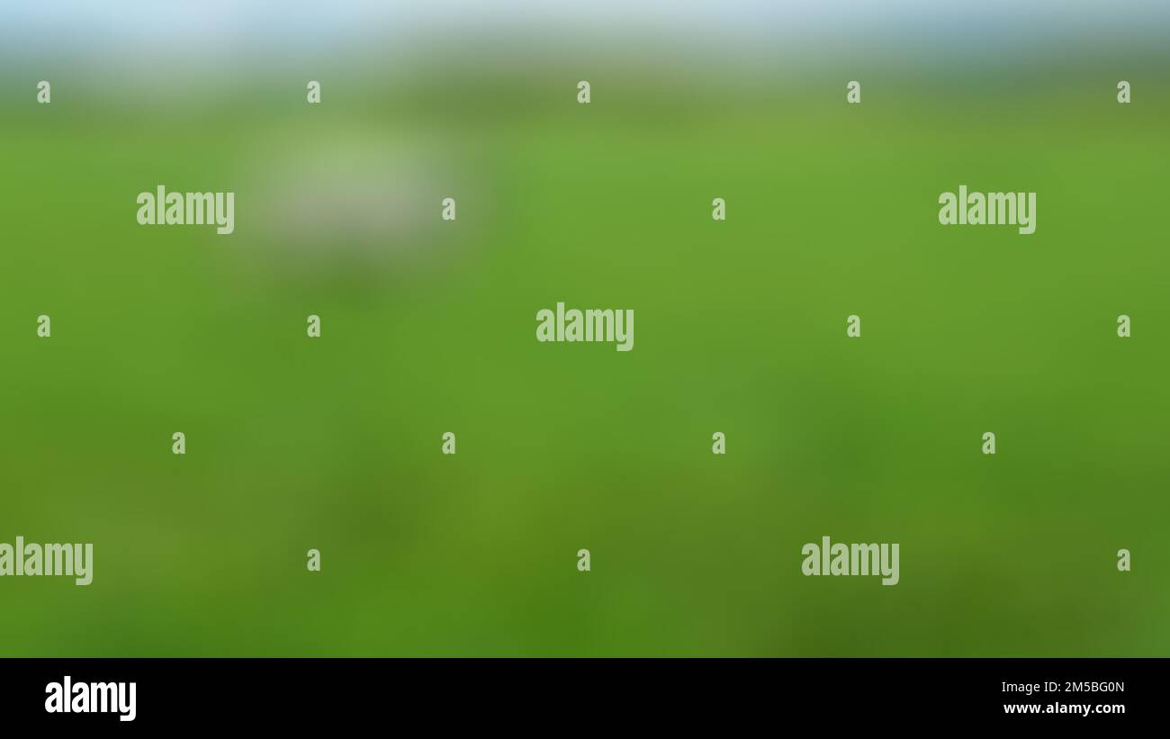 blurred cows in the middle of the rice field Stock Photo - Alamy