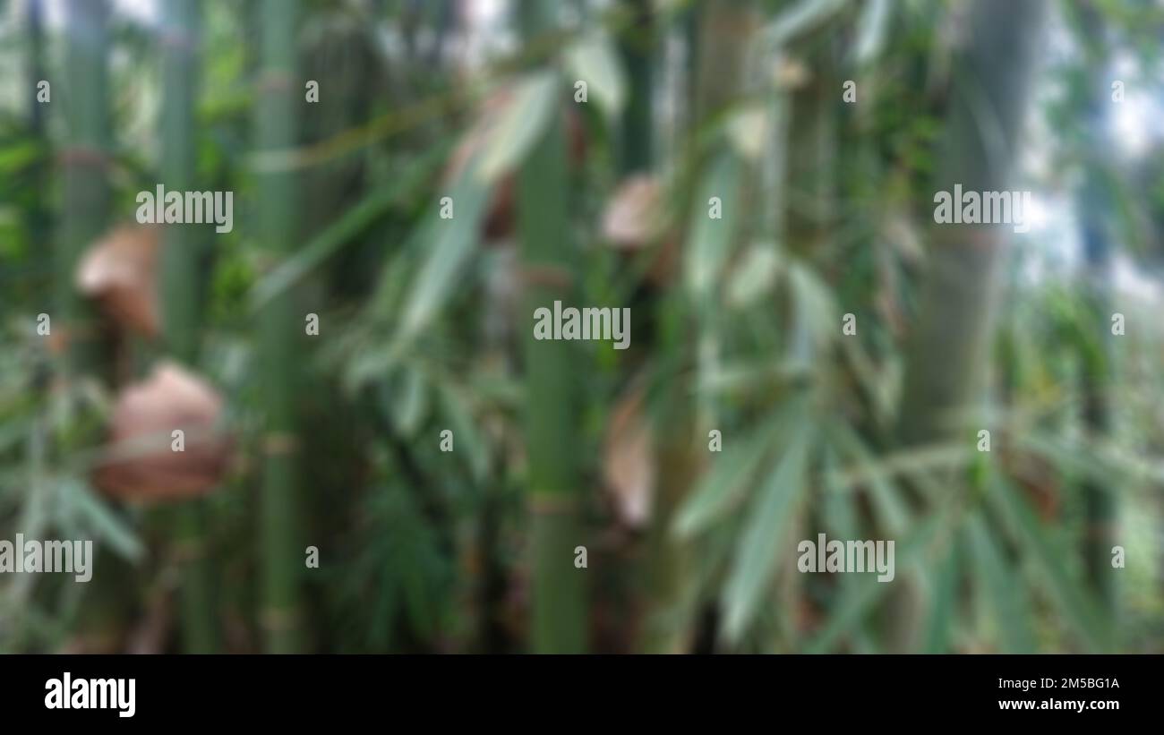 blurred bamboo trees and bamboo leaves as background Stock Photo - Alamy