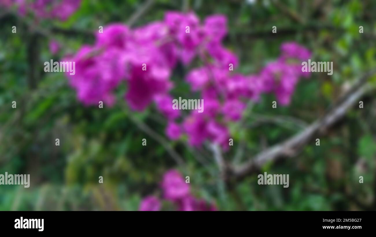 blurred beautiful bougainvillea flowers on green trees background Stock ...
