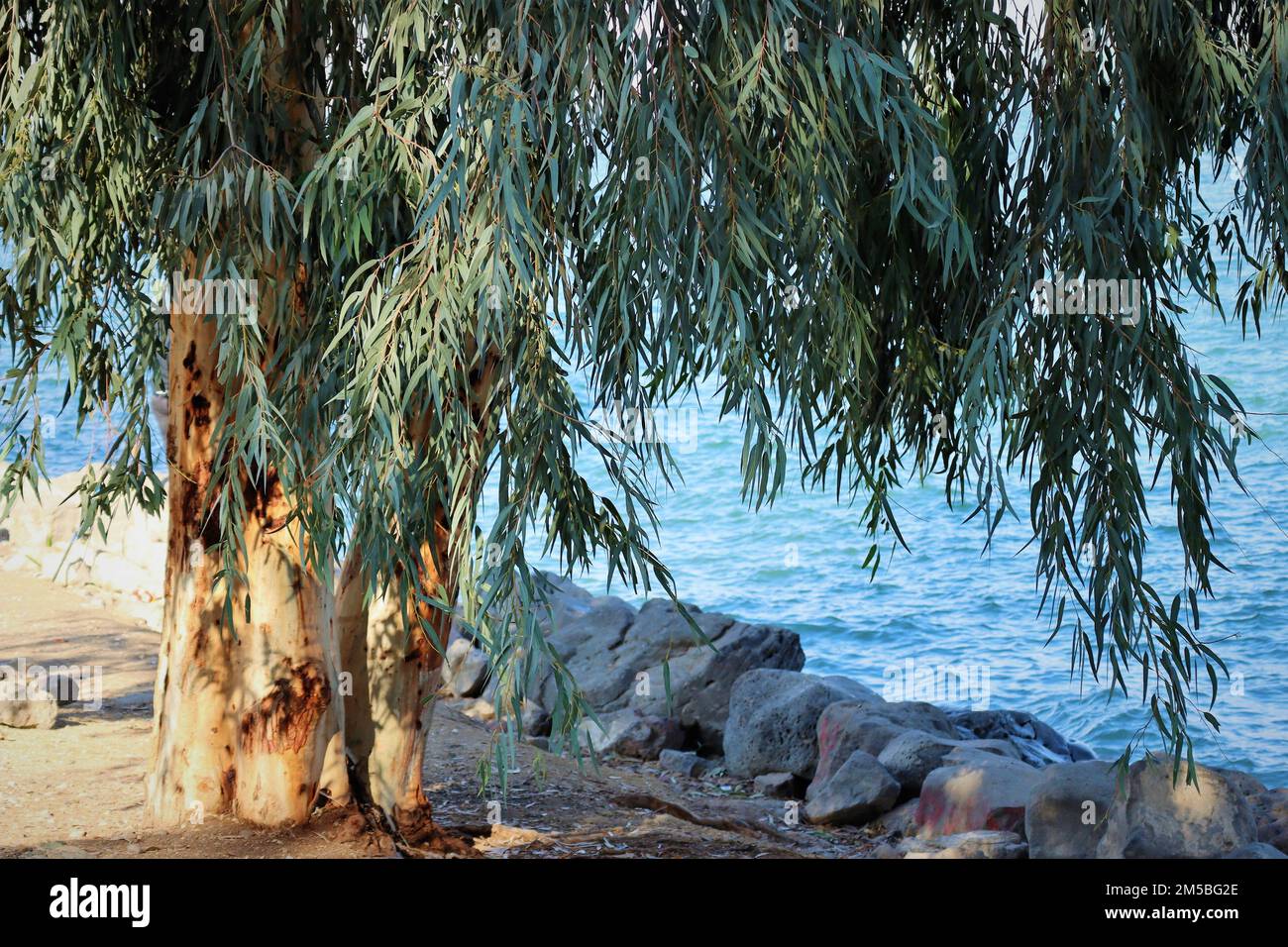 An old Willow tree by the sea Stock Photo - Alamy