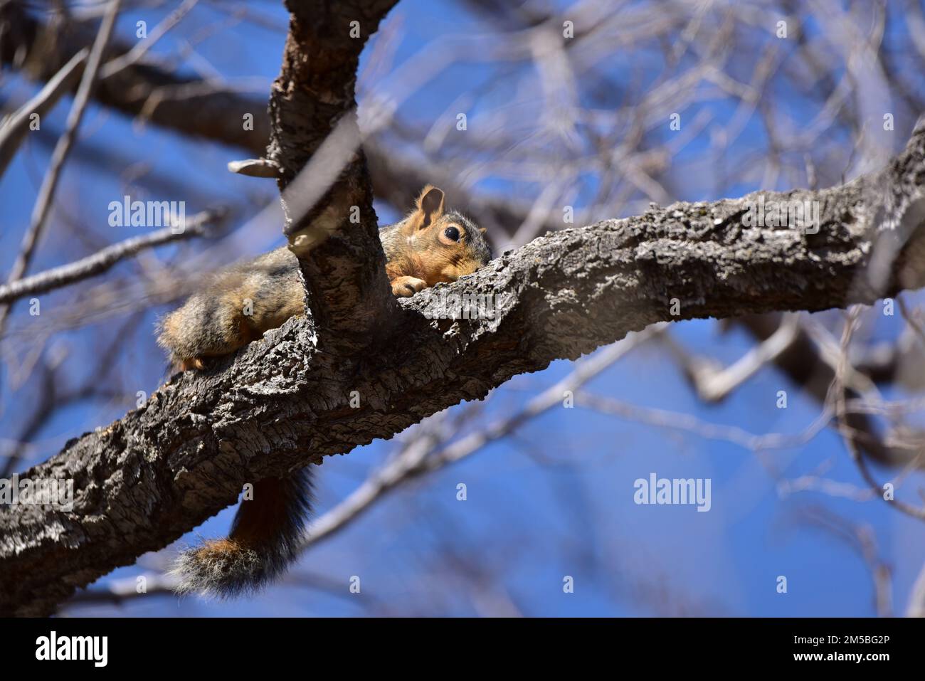 Squirrel hidding in tree while taking a walk Stock Photo - Alamy