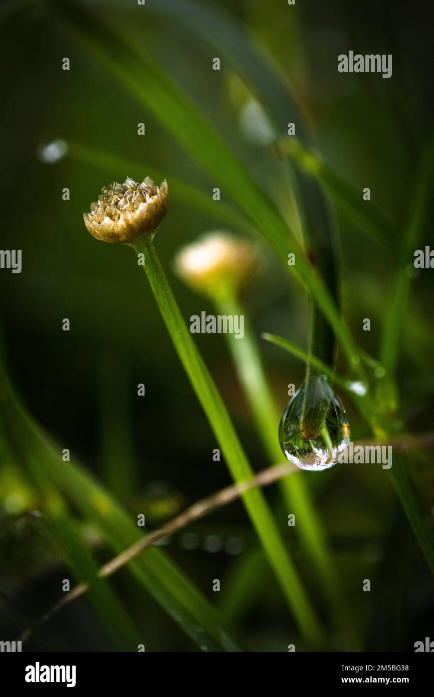 A closeup shot of a water drop sliding down off a green leaf Stock ...
