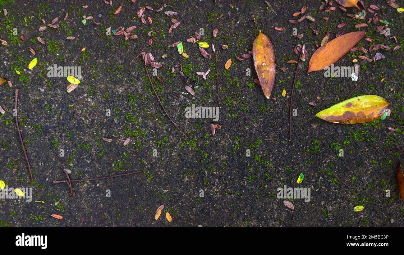 Mossy road texture with fallen leaves Stock Photo - Alamy