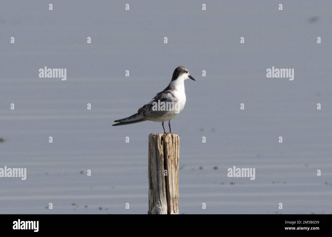 A scenic view of a Sternidae bird standing on a wooden pole that's ...