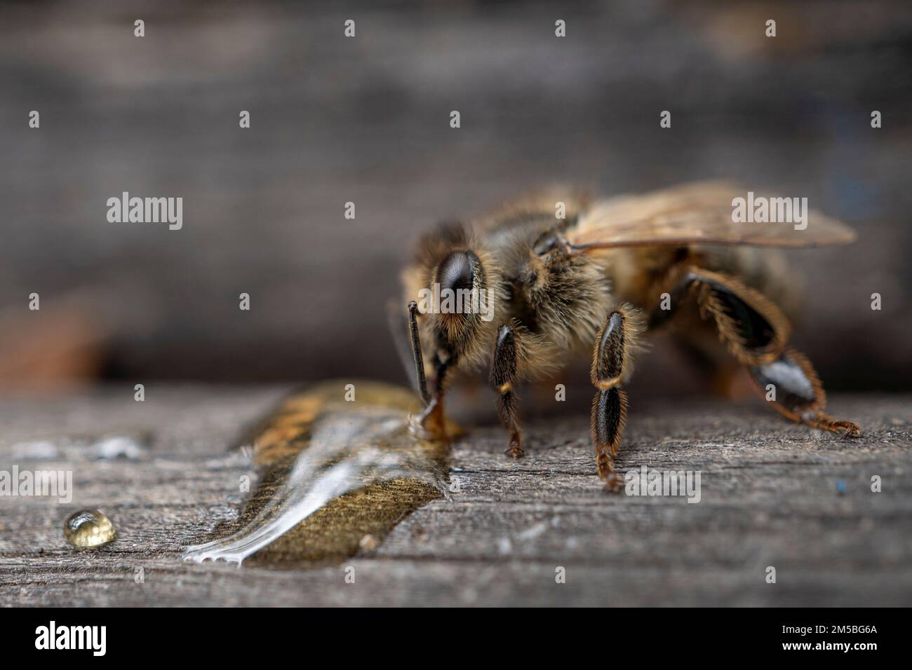 Bee licking Honey close up Photography Stock Photo - Alamy