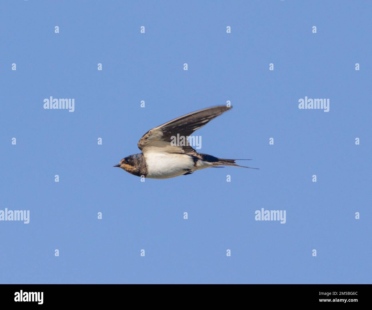 A low-angle view of a Barn swallow flying with the blue sky visible in ...
