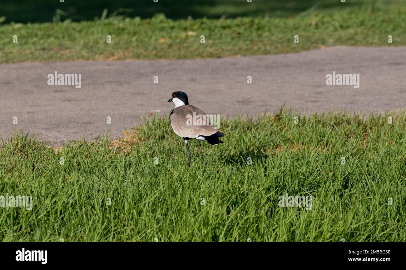 A scenic view of a Spur-winged lapwing found walking on the green grass ...