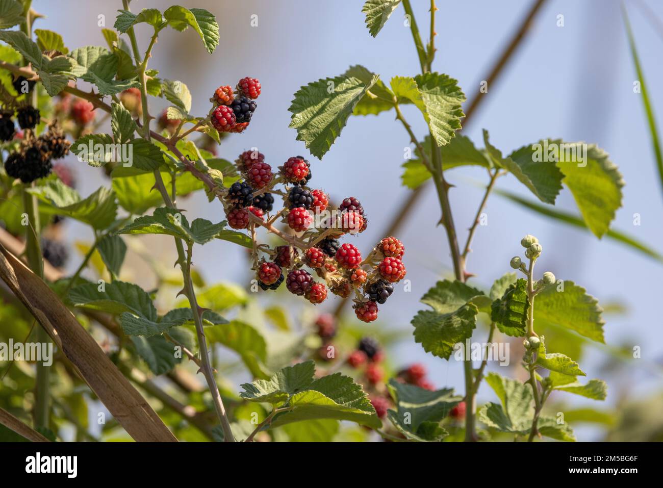 A closeup shot of blackberries found growing on the branch of a tree ...