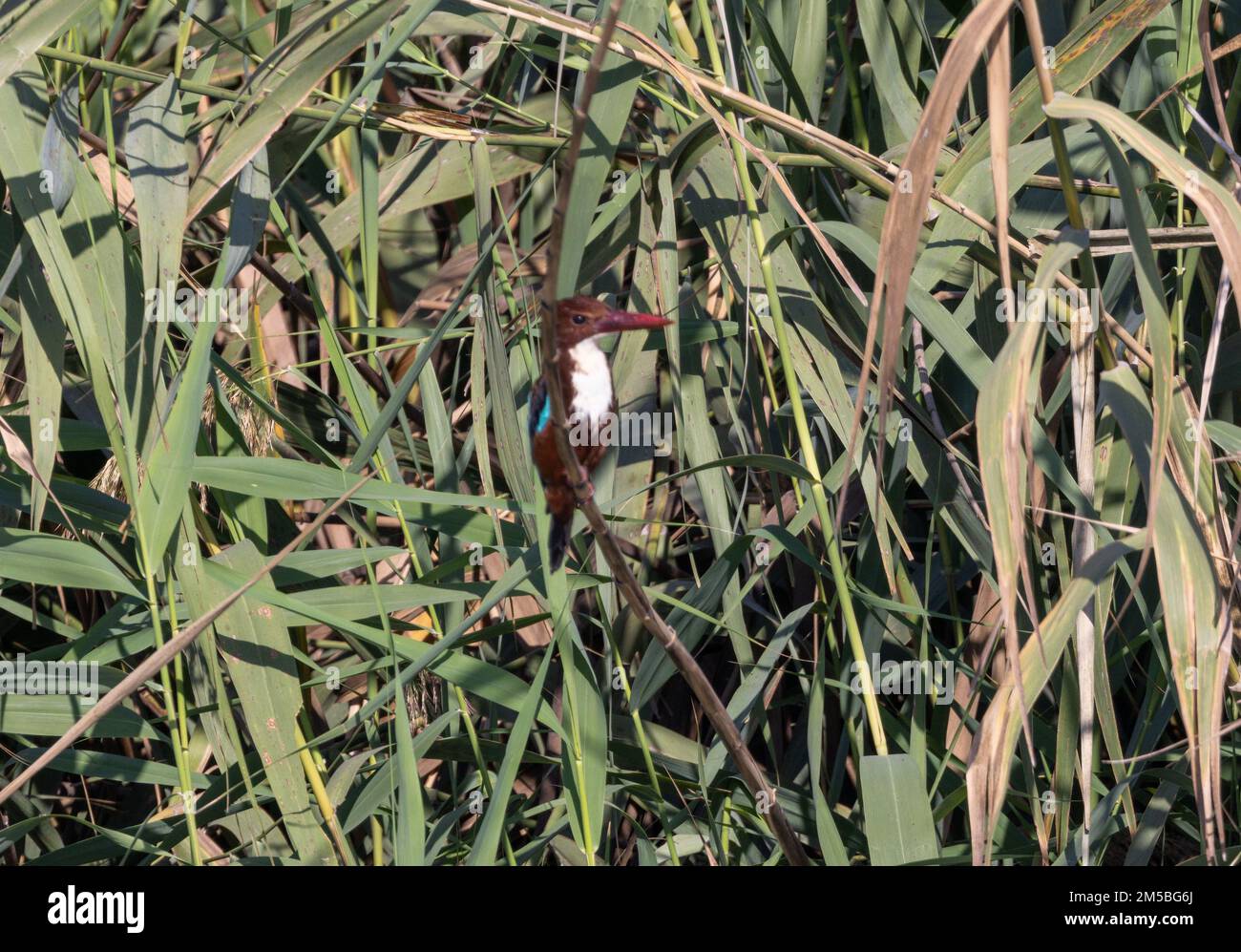 A closeup shot of a White throated kingfisher standing on a wooden ...