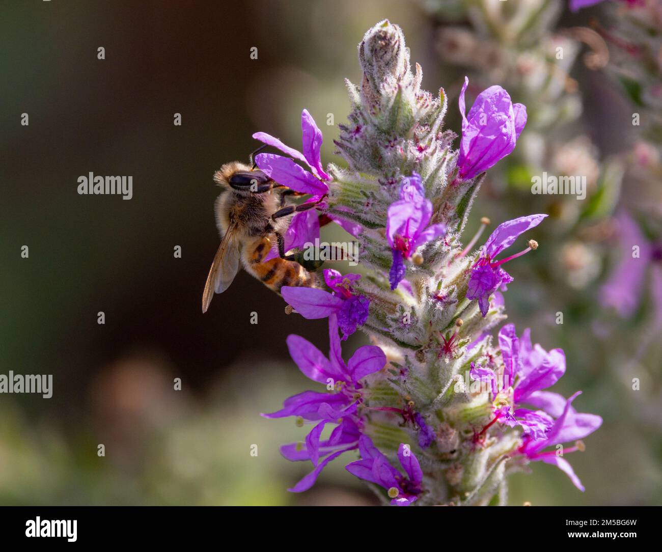 A closeup shot of a bee collecting nectar from a purple flower found in ...