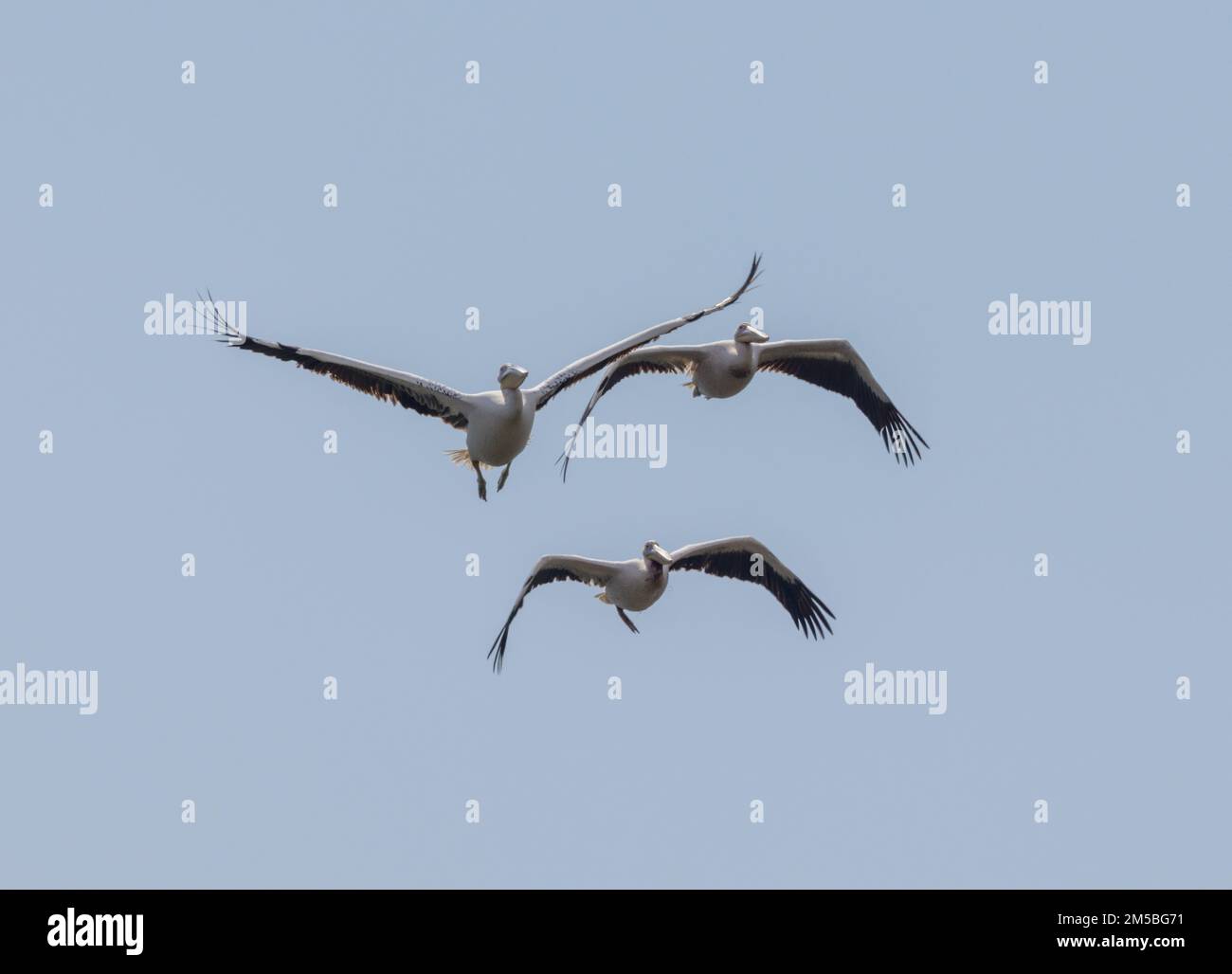 A low-angle view of three pelicans flying with the clear blue sky in ...