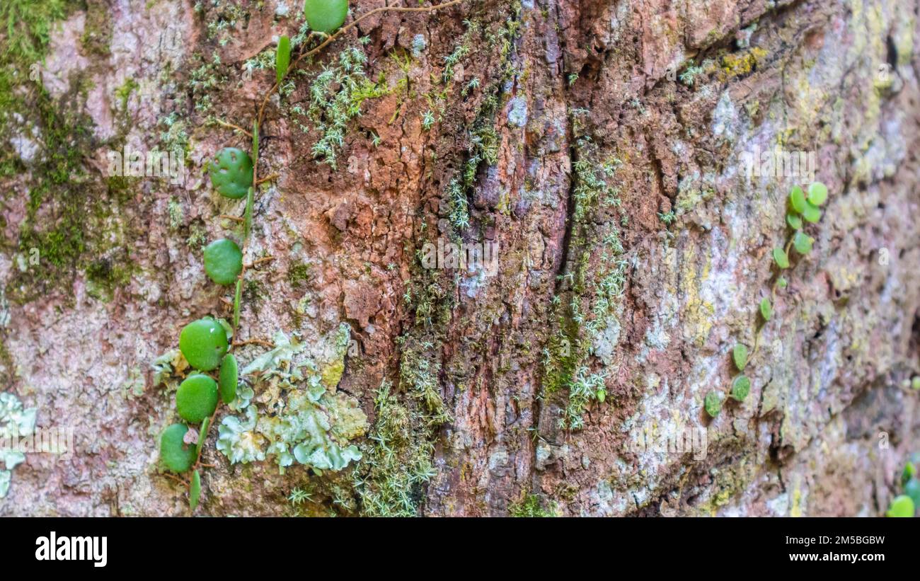 amazing bark texture as background Stock Photo - Alamy