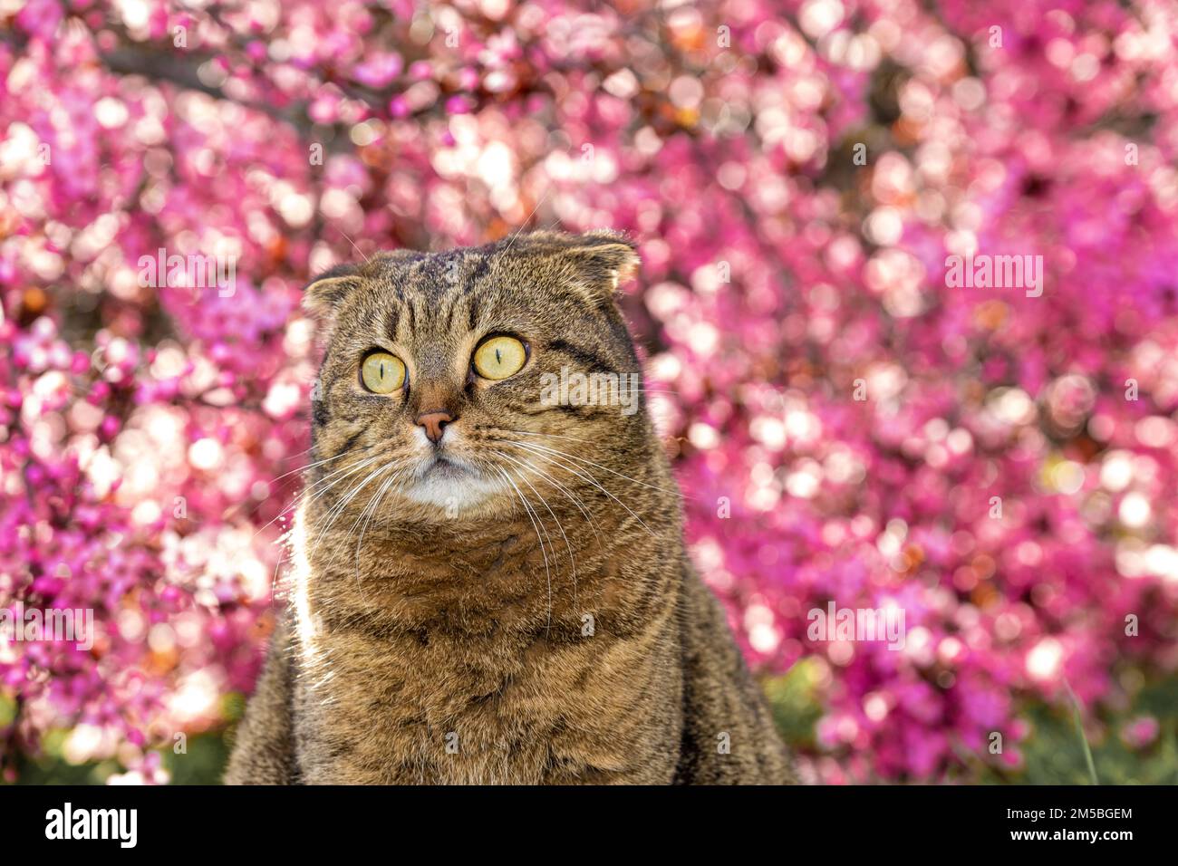 Scottish fold cat in a sunny blooming garden. tabby cat and pink ...