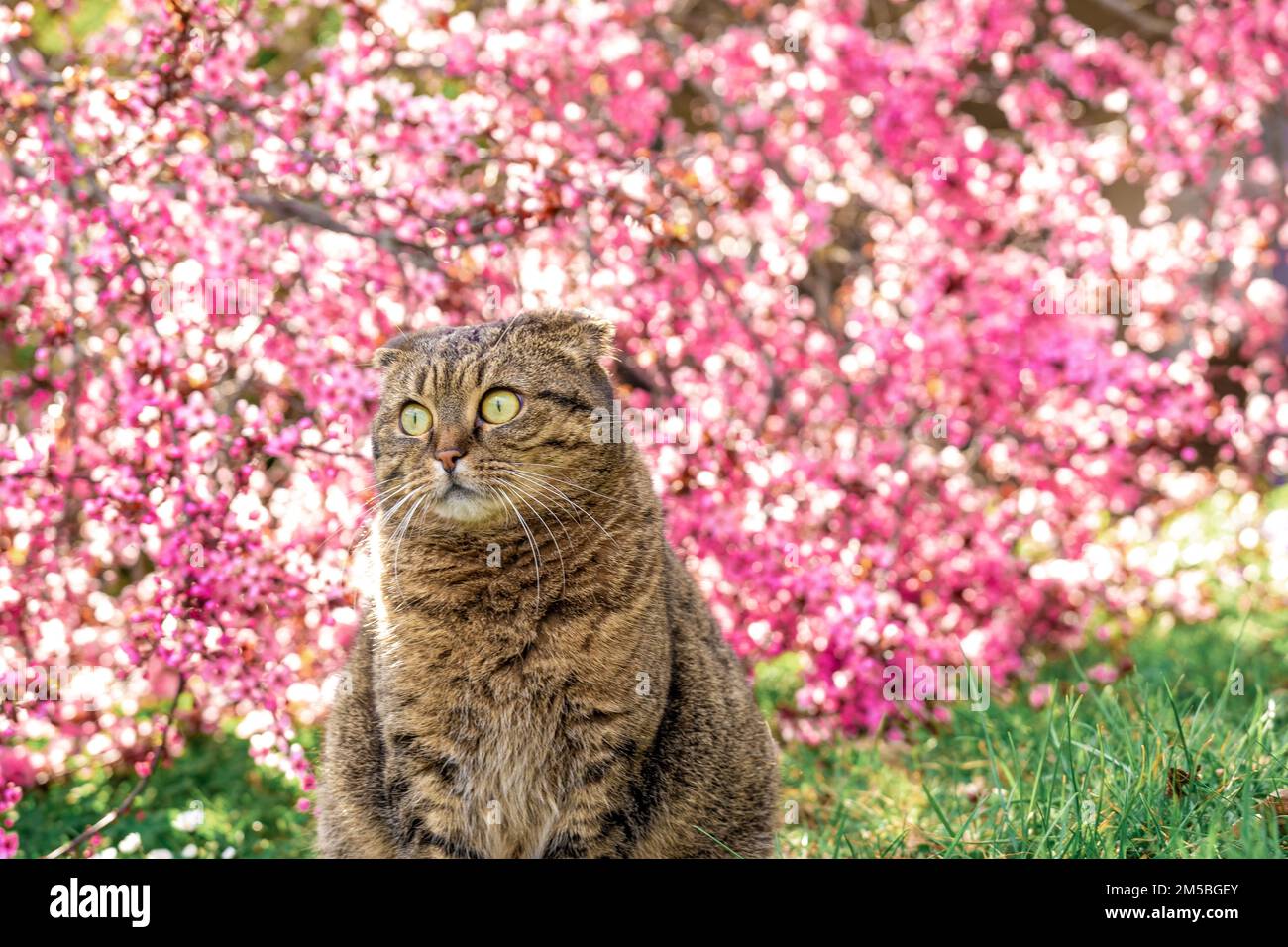gray cat in a sunny blooming garden. tabby cat and pink flowering tree ...