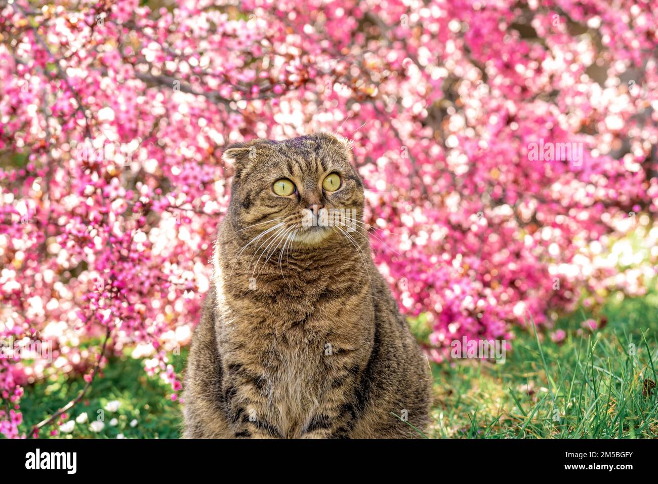 Cats in the spring.Scottish fold cat in a sunny blooming garden Stock ...