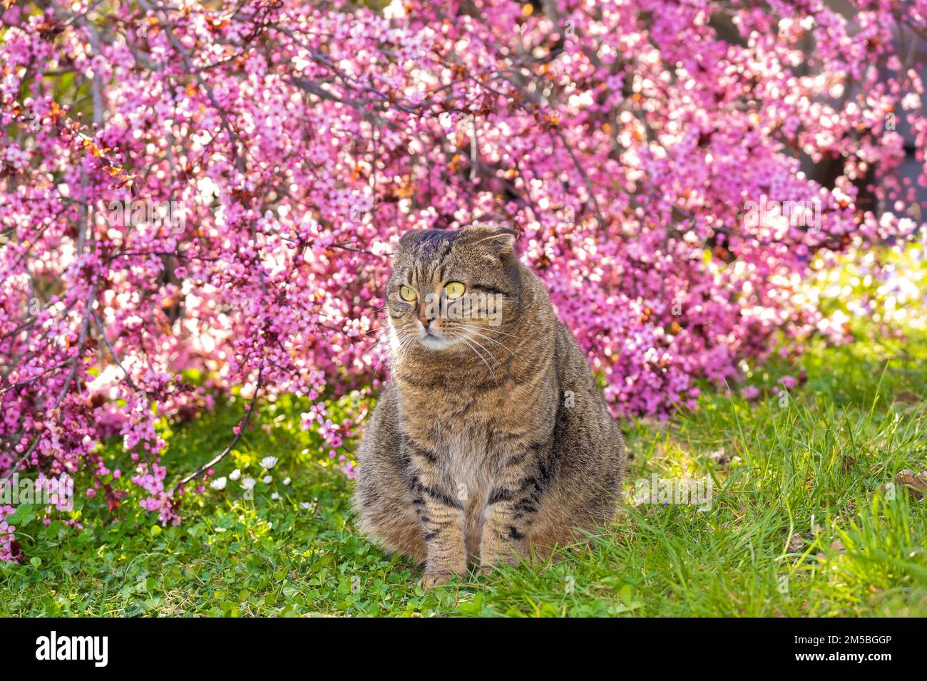 Cats and spring. cat in a spring blooming garden. Pets.Scottish fold ...