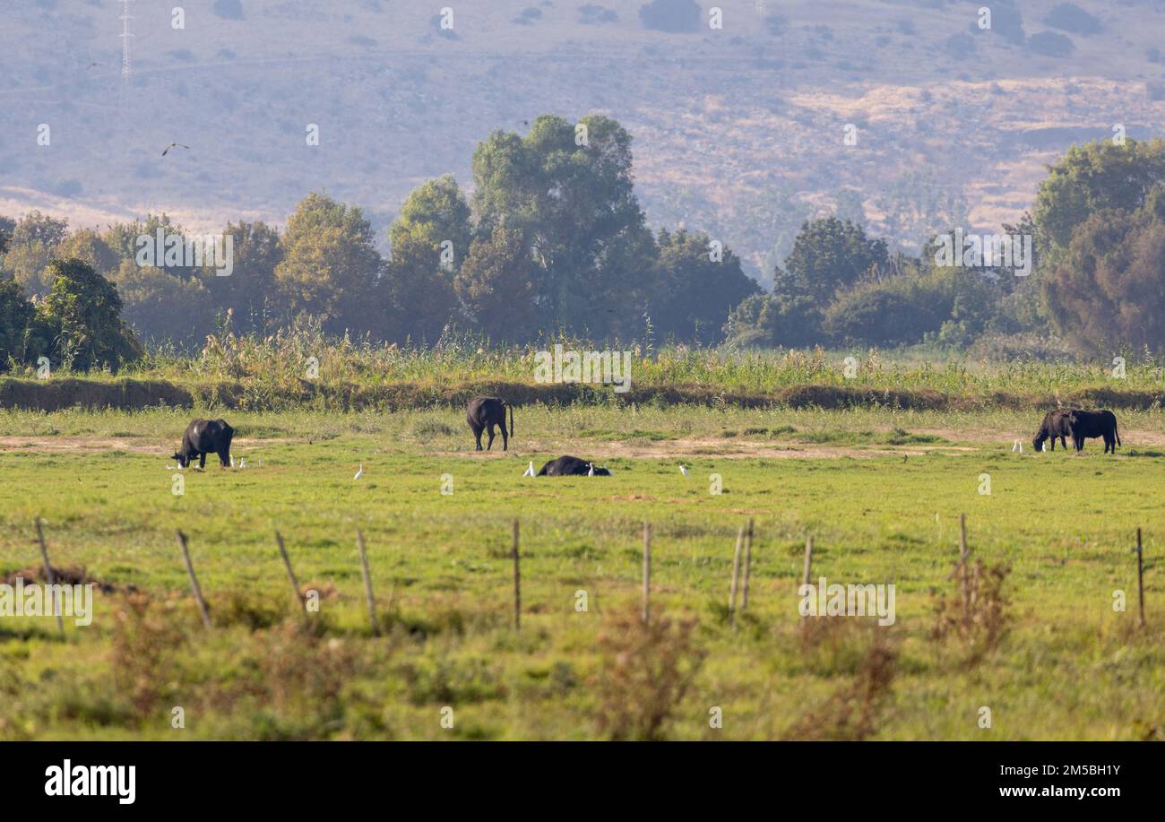 A scenic view of an open field with multiple horses grazing and looking ...