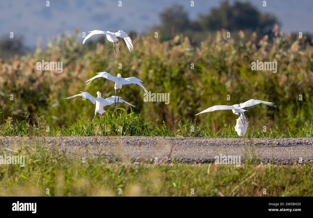 A scenic view of a flock of Great egrets taking off the ground Stock ...