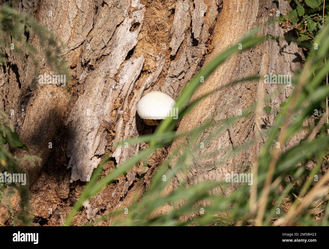A closeup shot of a white mushroom found growing on the bark of a tree ...
