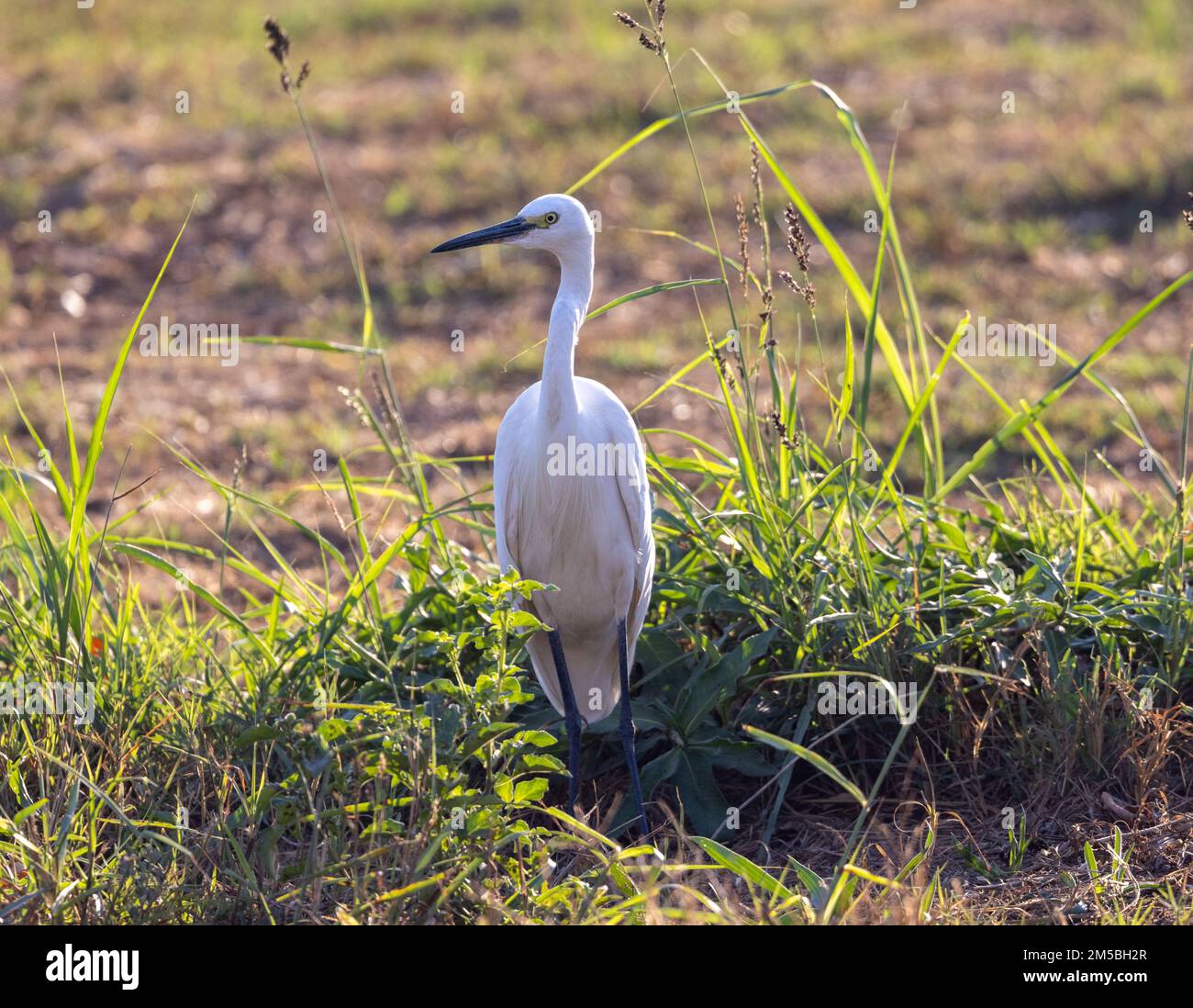 A closeup shot of an egret found looking around in an open field on a ...
