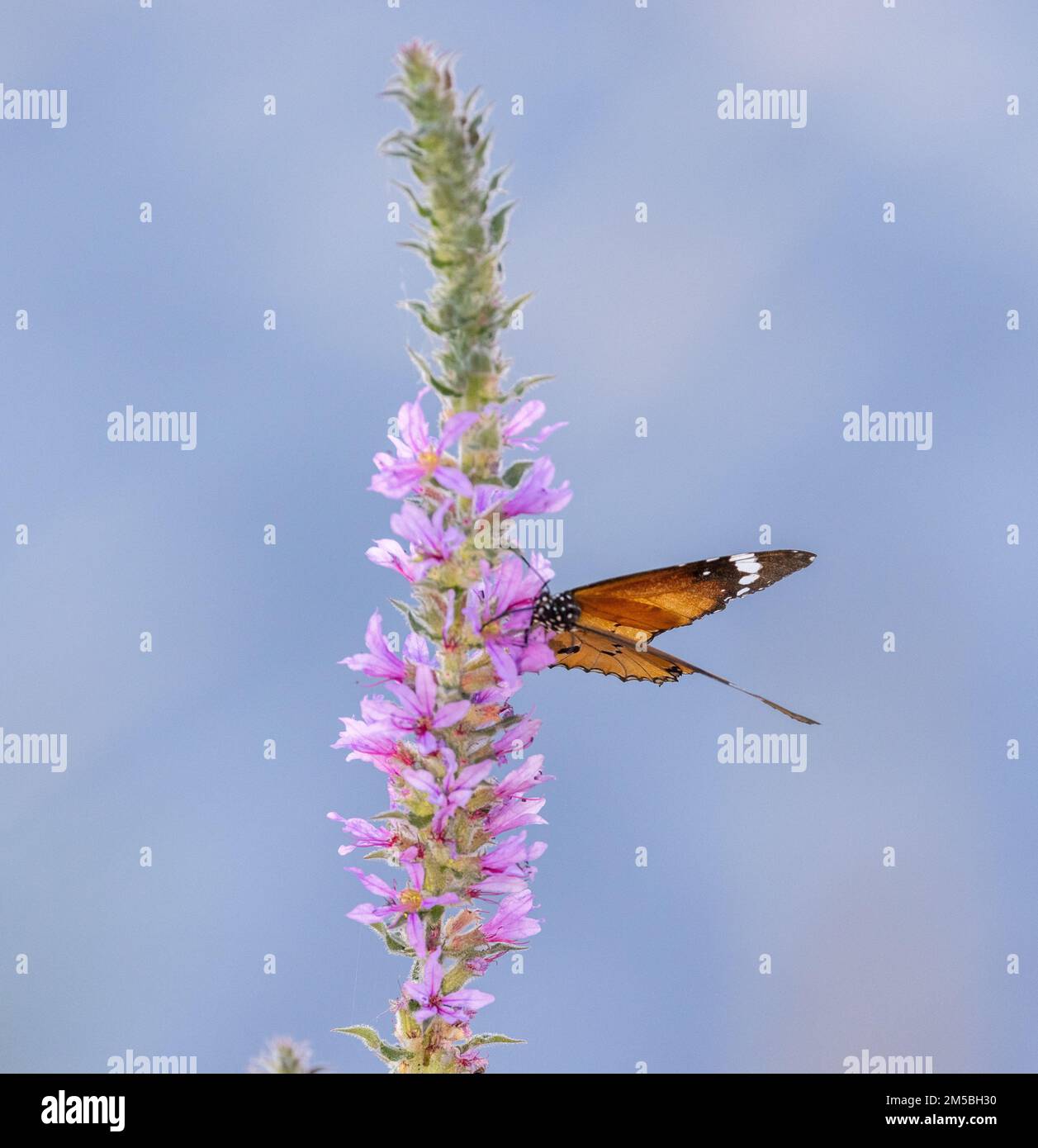 A closeup shot of an orange butterfly collecting nectar from a pink ...