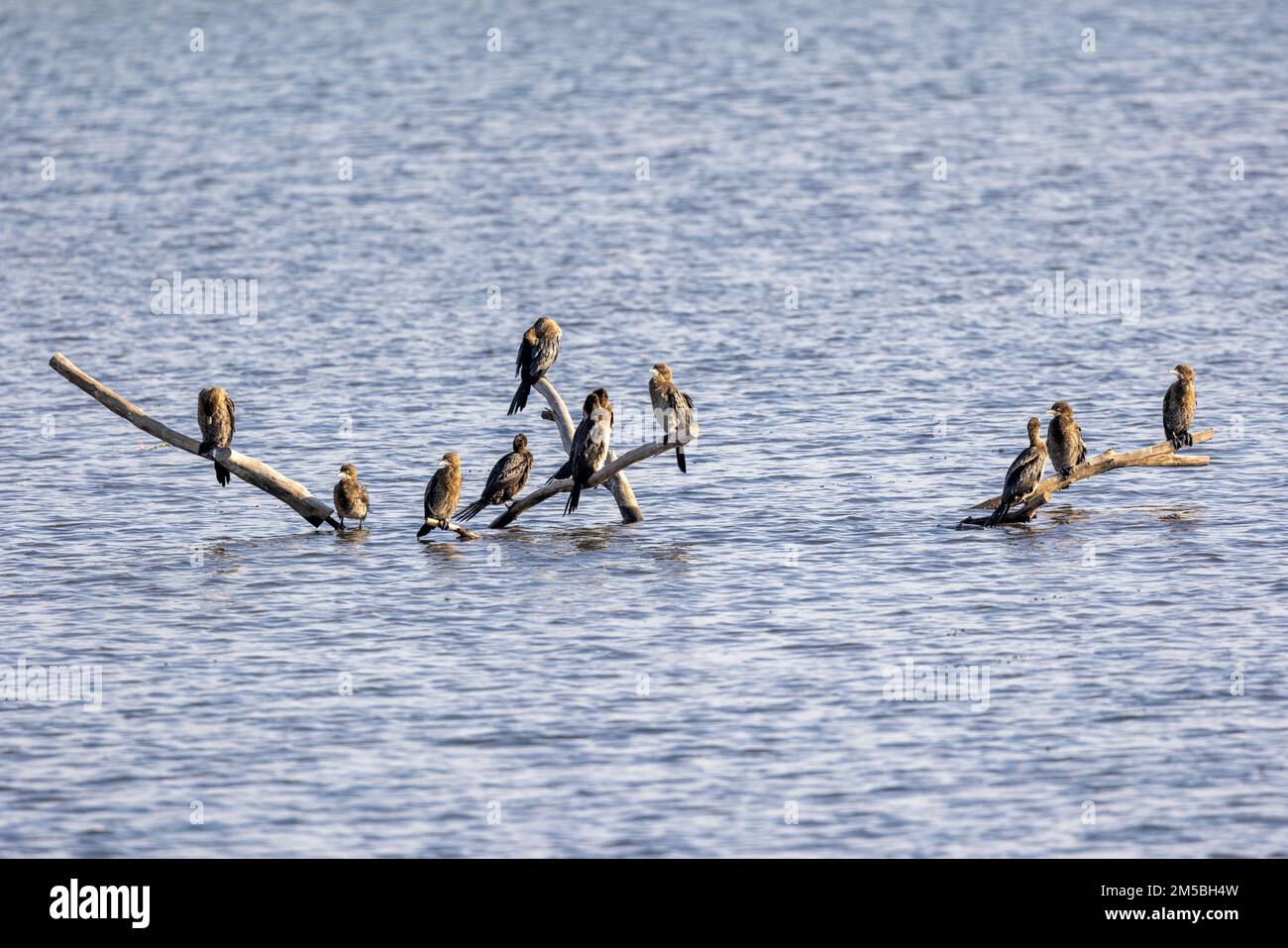 A scenic view of a flock of Neotropic cormorant birds standing on a ...