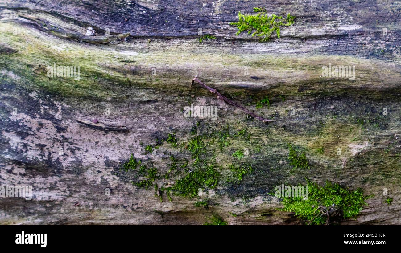 Mossy wood texture as background Stock Photo - Alamy