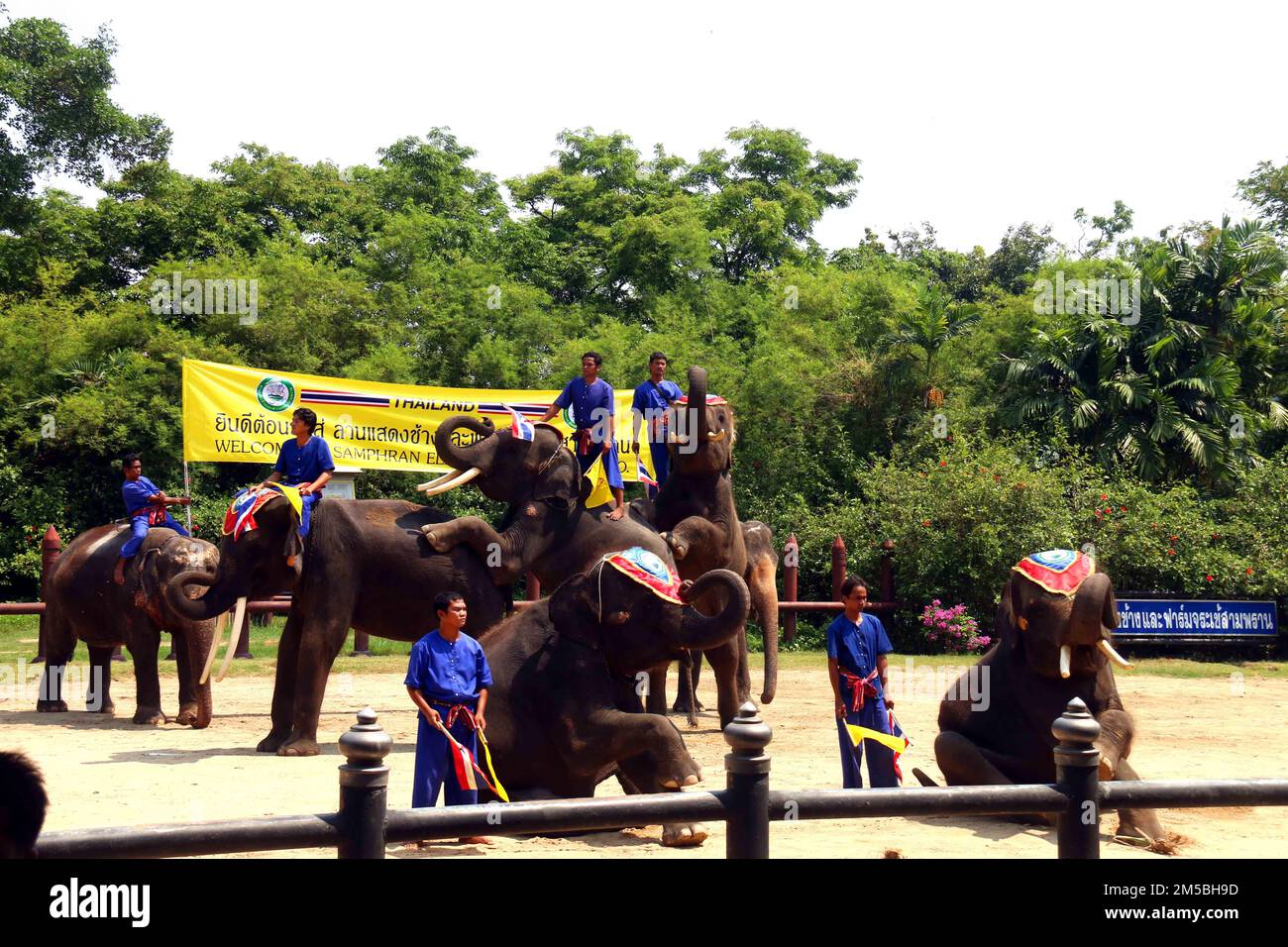 Elephant Show in Thailand Stock Photo - Alamy