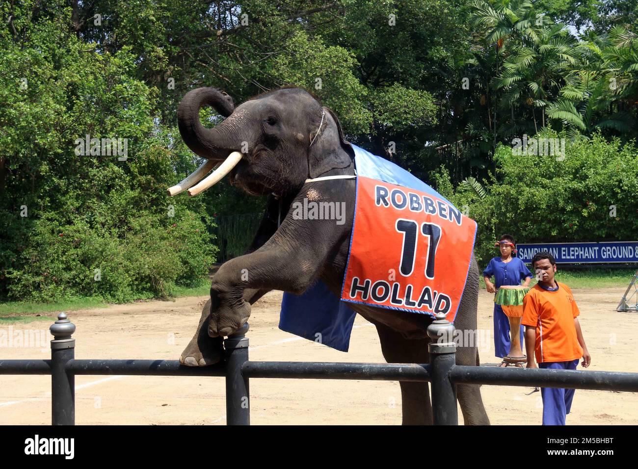 Elephant Show in Thailand Stock Photo - Alamy