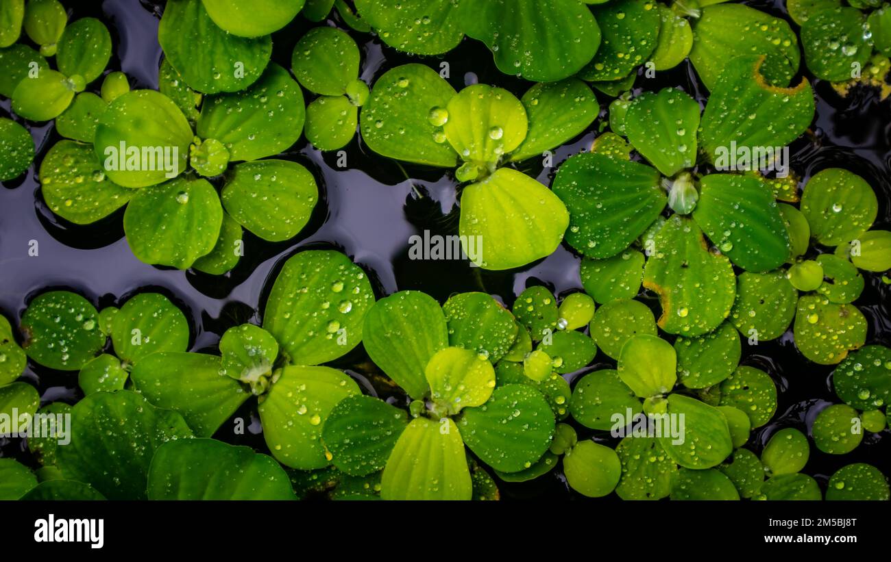 Pistia Stratiotes plants floating on the water Stock Photo - Alamy