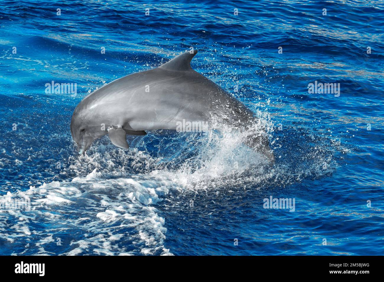 Dolphin splashing in the water . Fish jumping into the sea Stock Photo ...