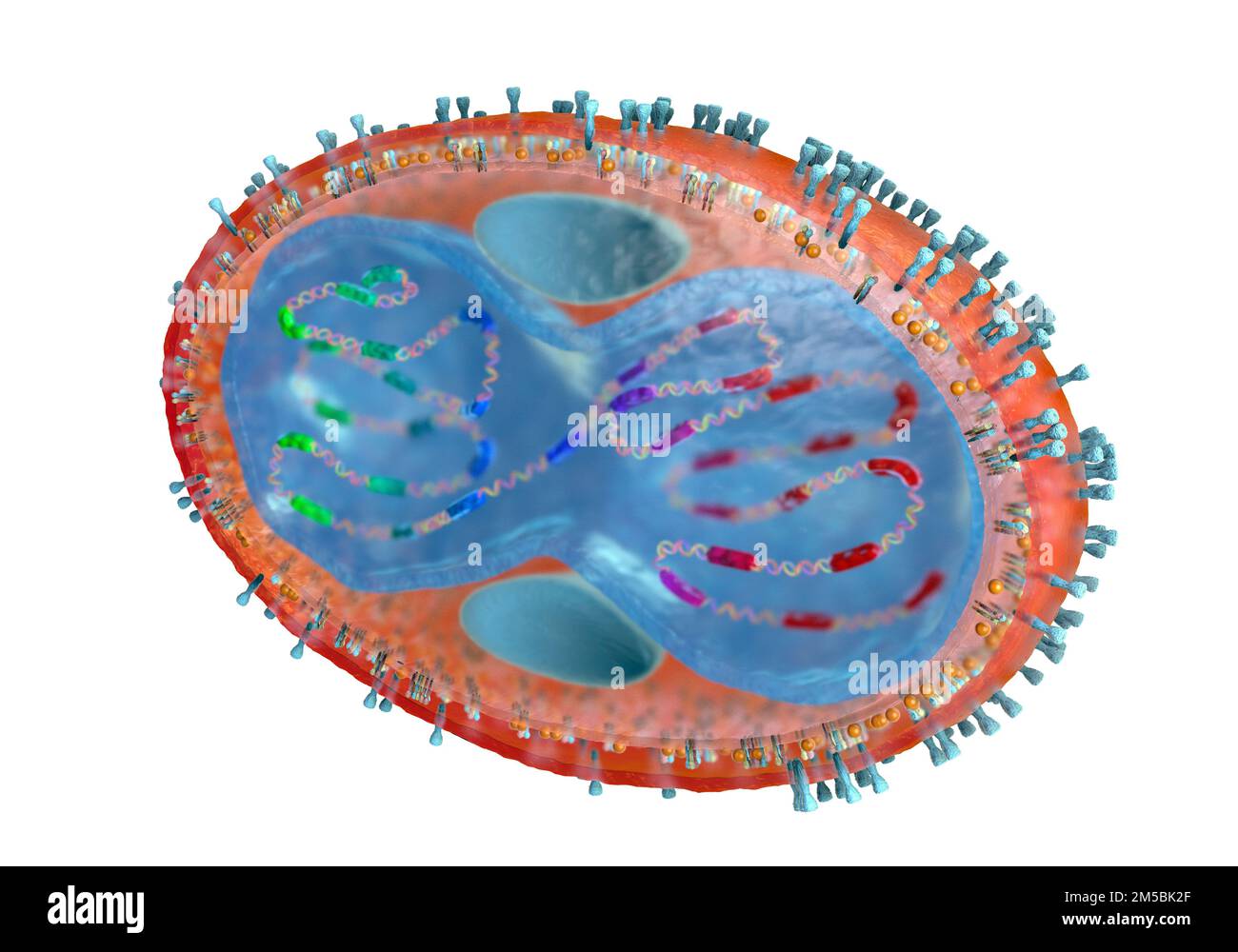 Illustration of the structure of a Variola virus particle, the cause of ...
