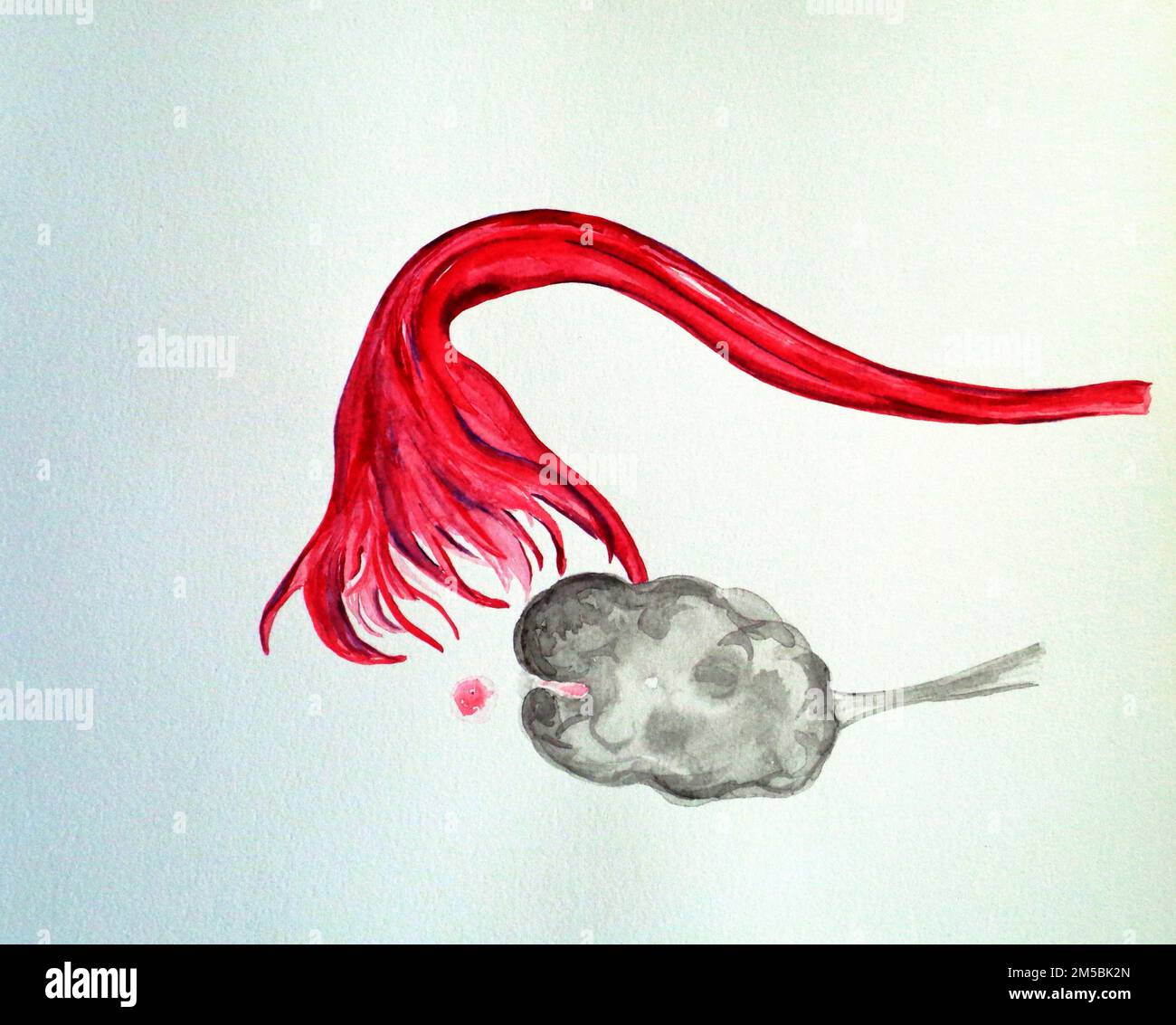 Illustration of an egg (pink) being released from an ovary (grey), a ...