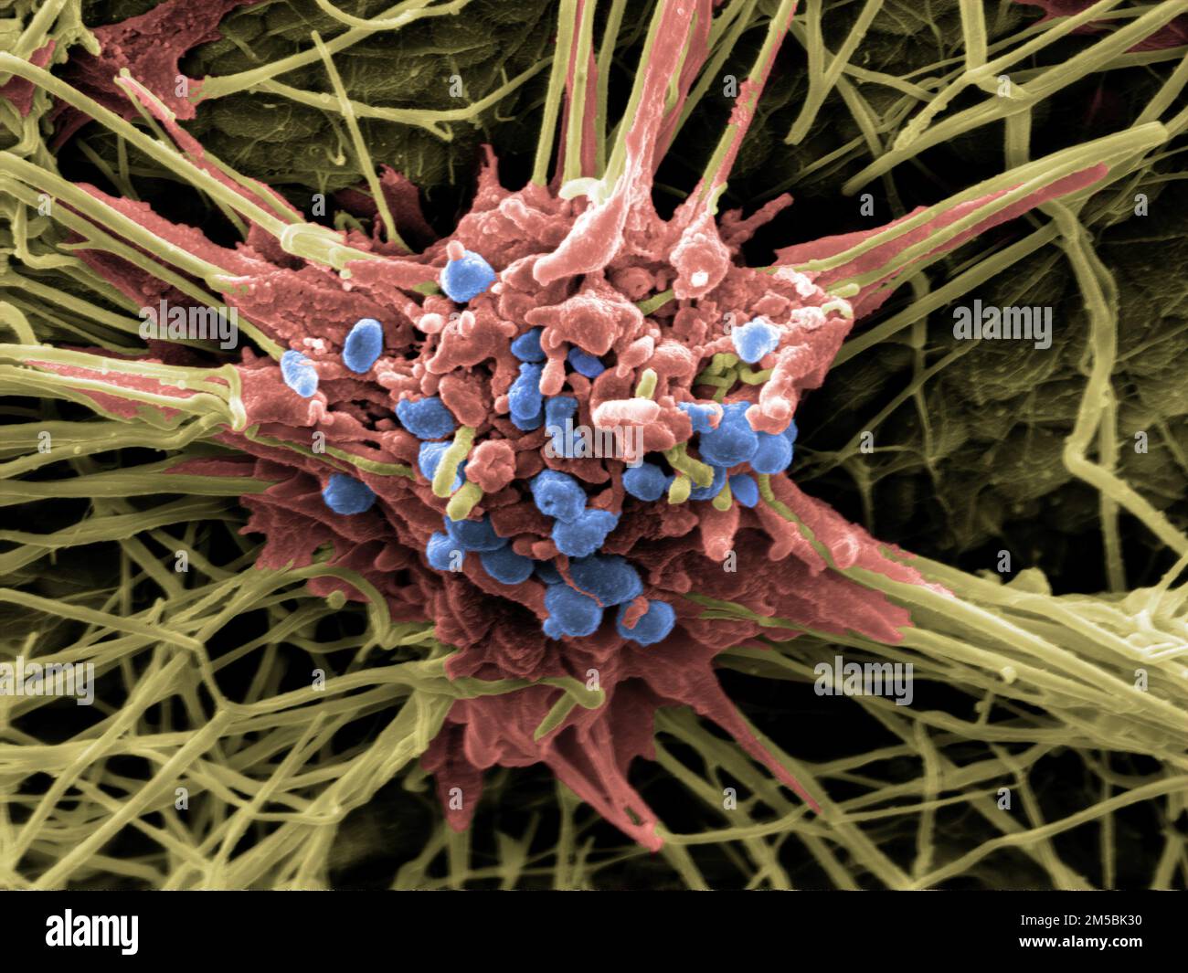 Coloured scanning electron micrograph (SEM) showing an activated ...