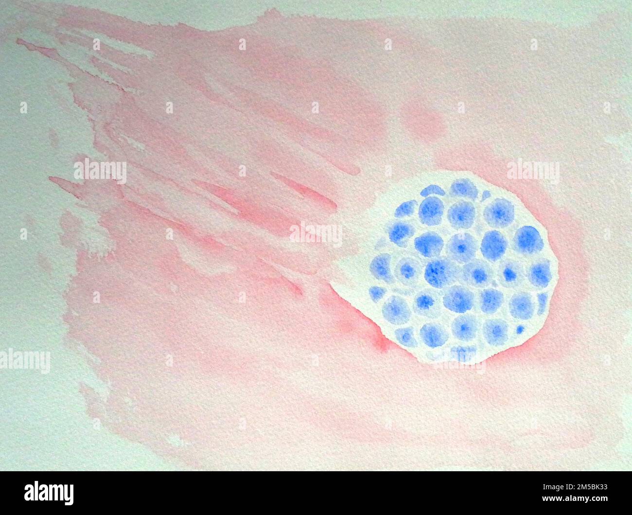 Illustration of a human morula embryo approximately 96 hours after ...