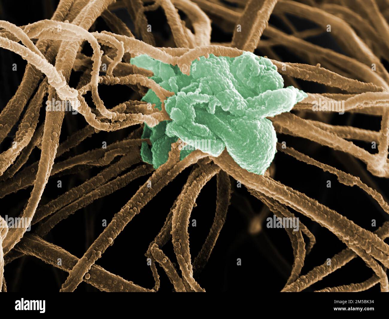 Coloured scanning electron micrograph (SEM) showing an activated ...
