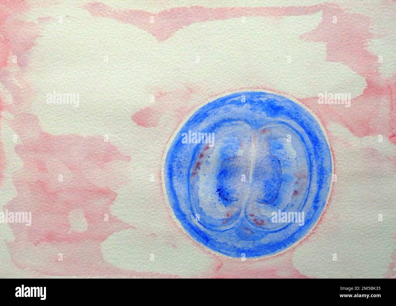 Fertilised egg cell dividing, illustration. It has divided into two ...