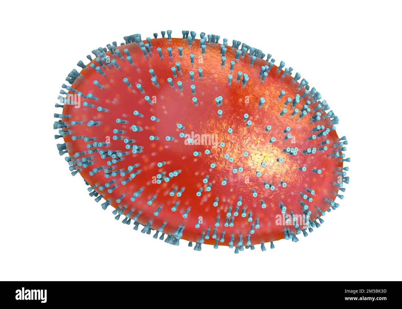 Illustration of the structure of a Variola virus particle, the cause of ...