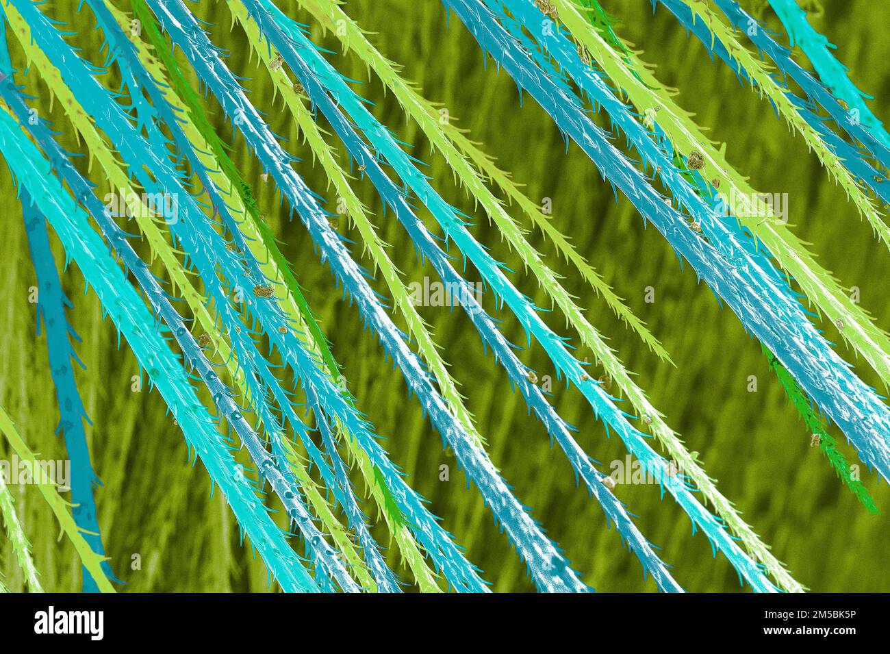 Images not to be used by the tobacco industry. Bumblebee (or bumble bee ...