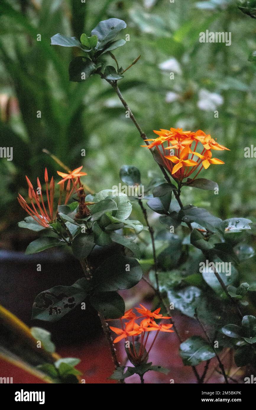 Stock images flowers hi-res stock photography and images - Alamy