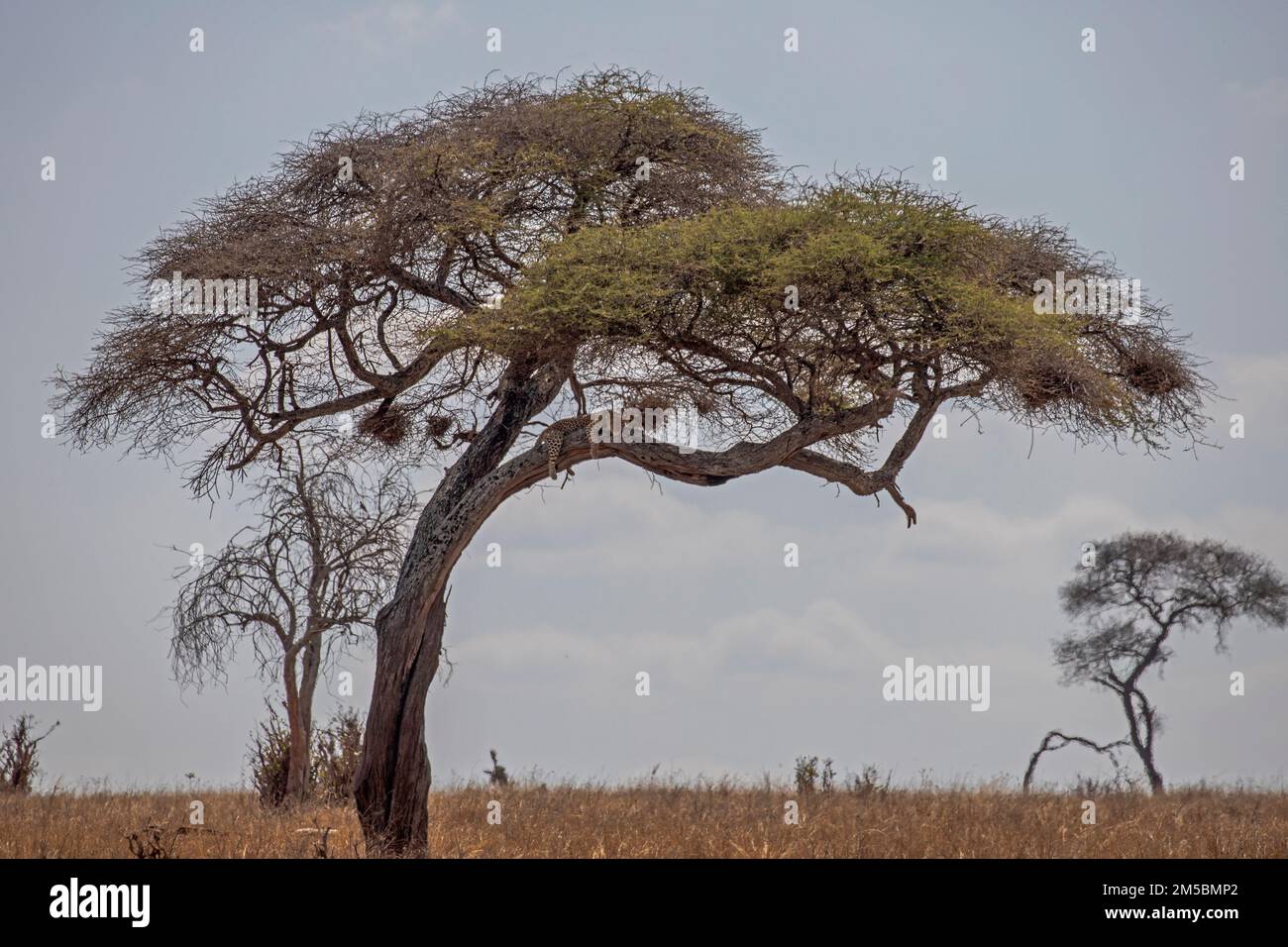 African Leopard resting in Acacia Tree Stock Photo - Alamy