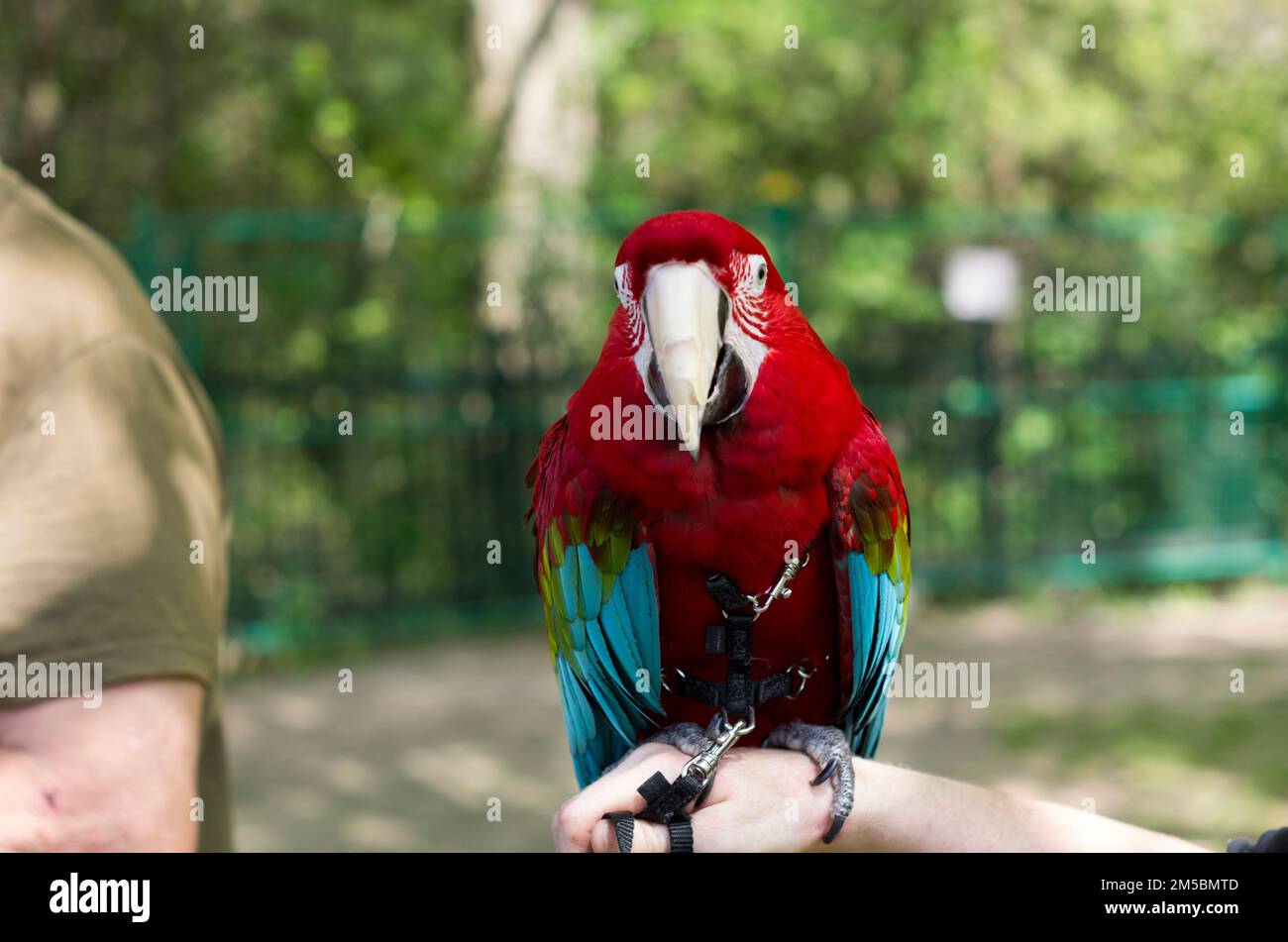 Man parrot on hand hi-res stock photography and images - Alamy