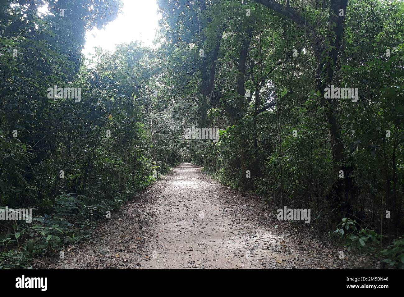 Rio de Janeiro, Brazil,November 18, 2022. Trail within the forest of ...