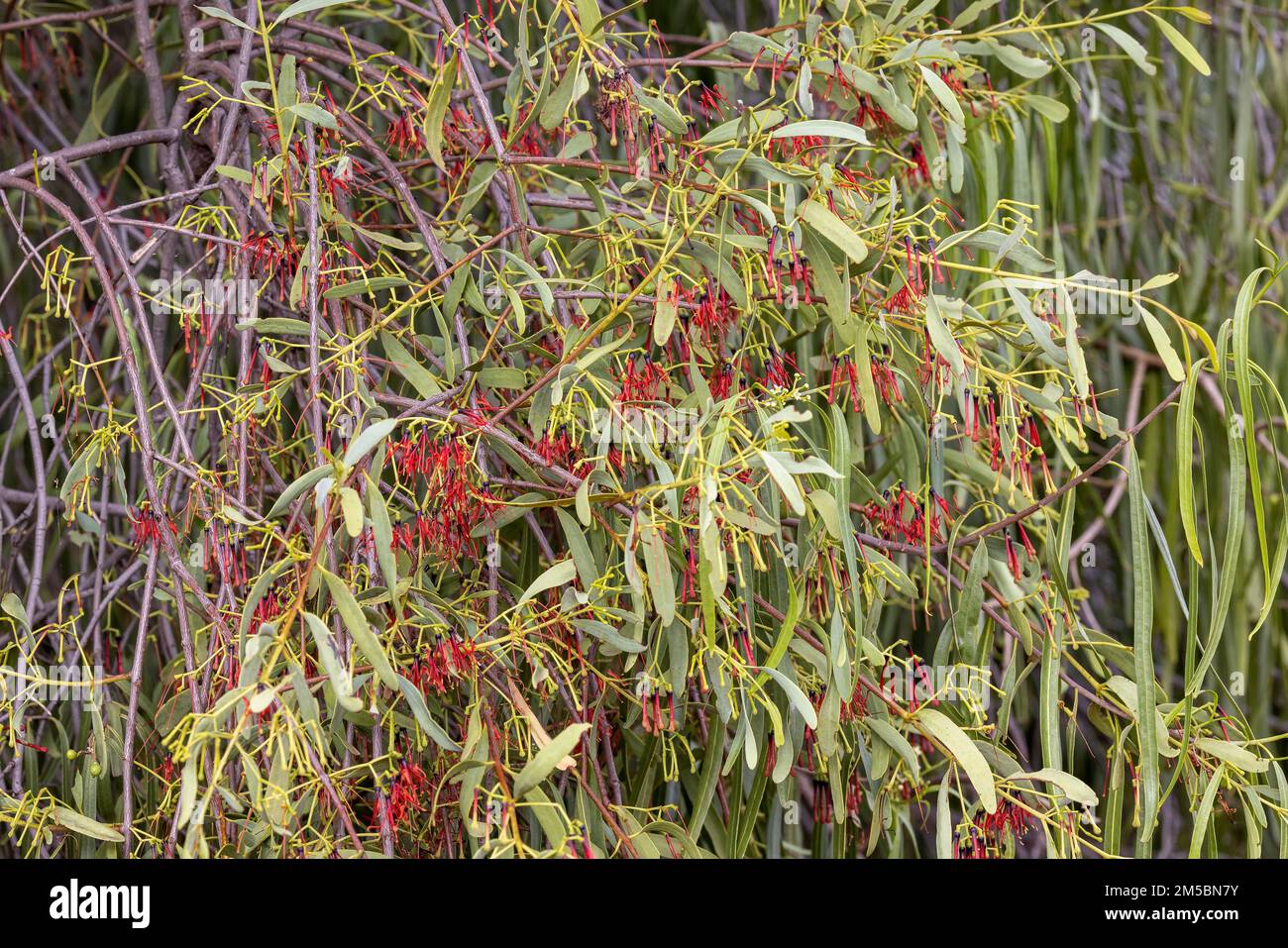 Mistletoe plant hi-res stock photography and images - Alamy