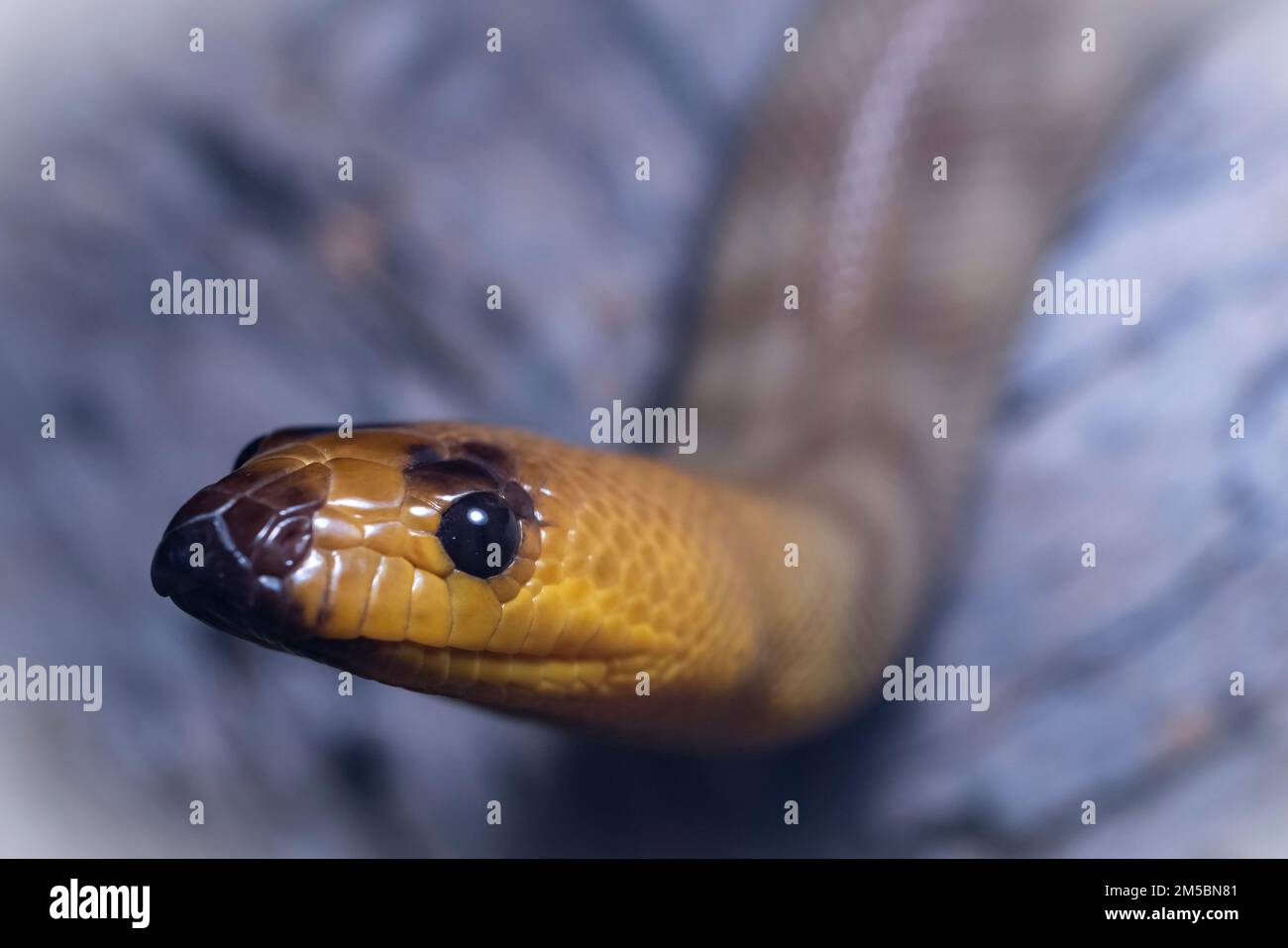 Close up of Australian Woma Python Stock Photo - Alamy