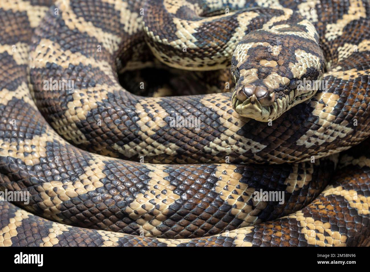 Australian coastal carpet python hi-res stock photography and images ...