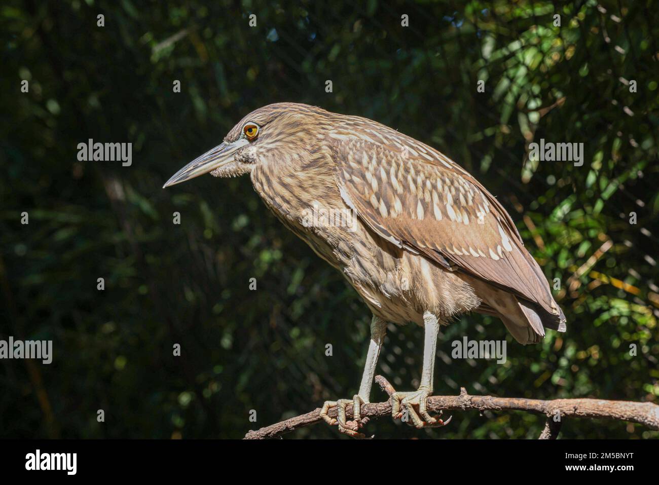 A closeup of bittern bird standing on thin branch against blur greenery ...