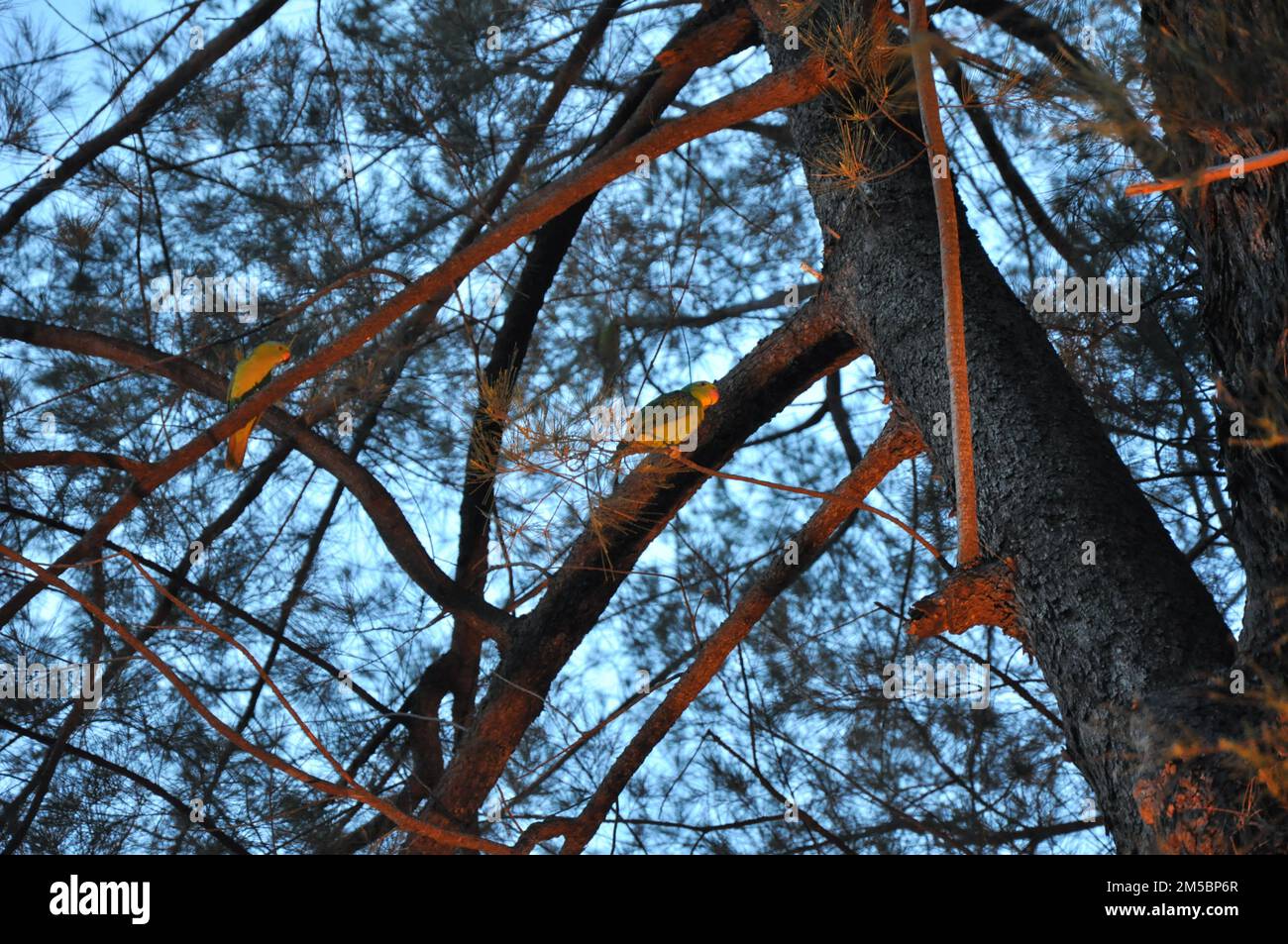 Wild Parrots Near The Beach Stock Photo - Alamy