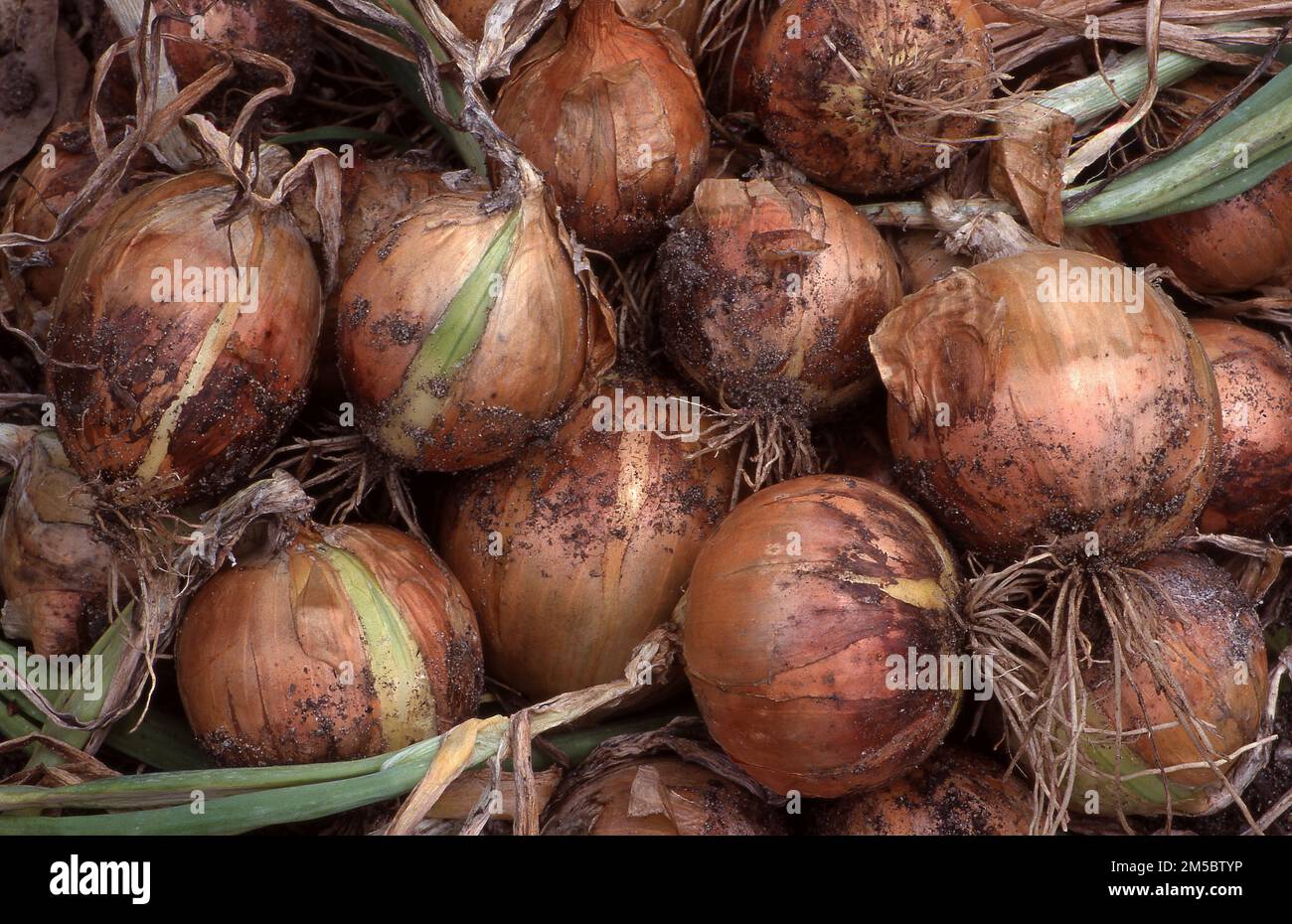 Brown onion onions hi-res stock photography and images - Alamy